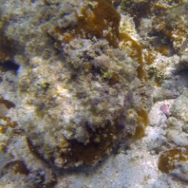 Spotted Boxfish | Project Noah