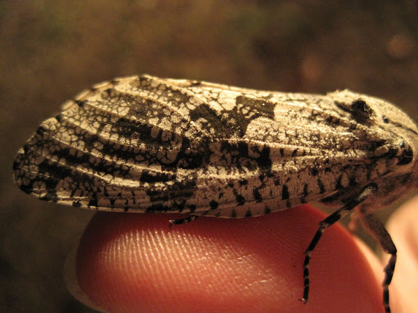 Carpenterworm Moth | Project Noah