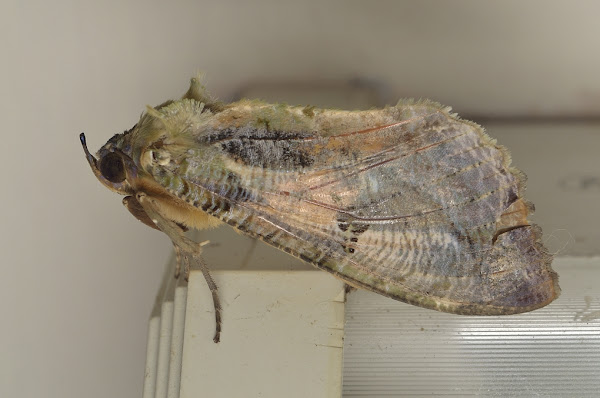 Dot Underwing | Project Noah