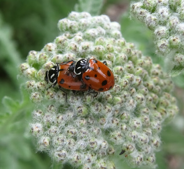 Convergent Ladybugs Mating | Project Noah