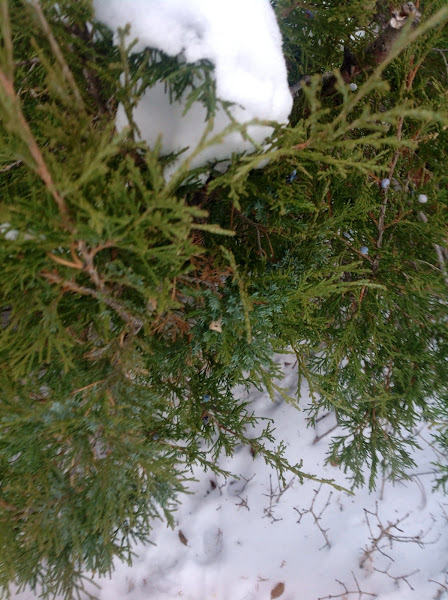 Rocky Mountain Juniper | Project Noah