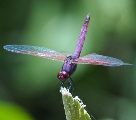 Violet Dropwing | Project Noah