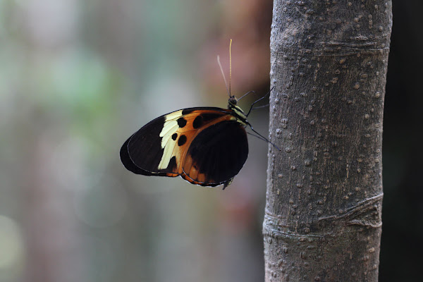 Numata Longwing | Project Noah