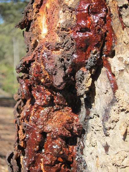 Blue Spotted Gum (aka Lemon-scented Gum) | Project Noah