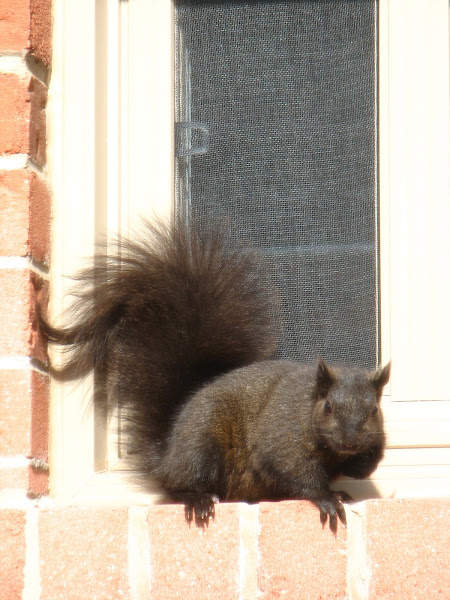 Black Squirrel | Project Noah
