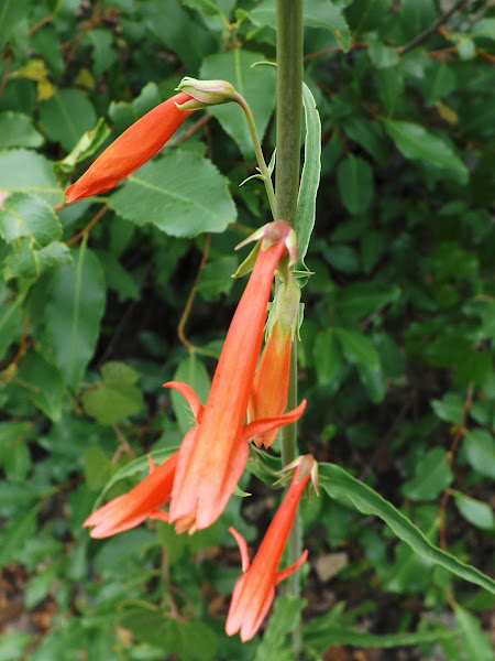 Beardlip Penstemon | Project Noah