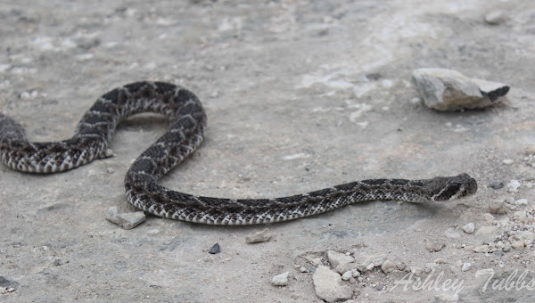 Western Diamondback Rattlesnake | Project Noah