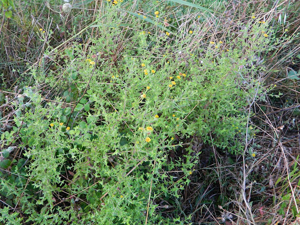 Common Fleabane ( Πουλικάρια η Δυσεντρική) | Project Noah