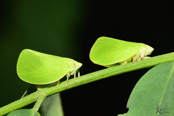 Plant Hopper | Project Noah