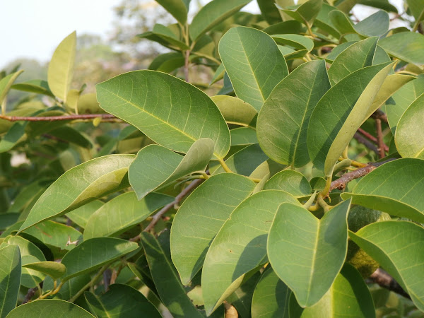 Pond Apple | Project Noah