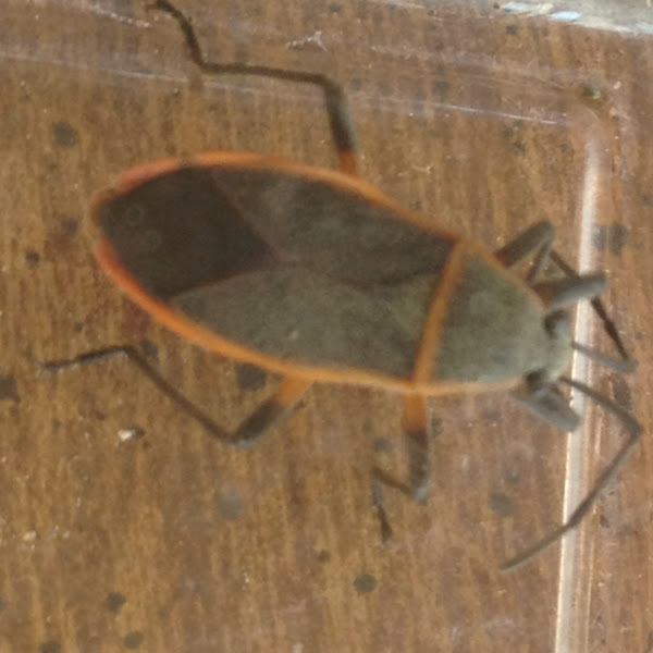Bordered Plant Bug | Project Noah