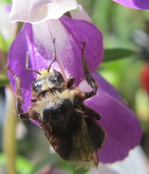 Bumble Bee | Project Noah