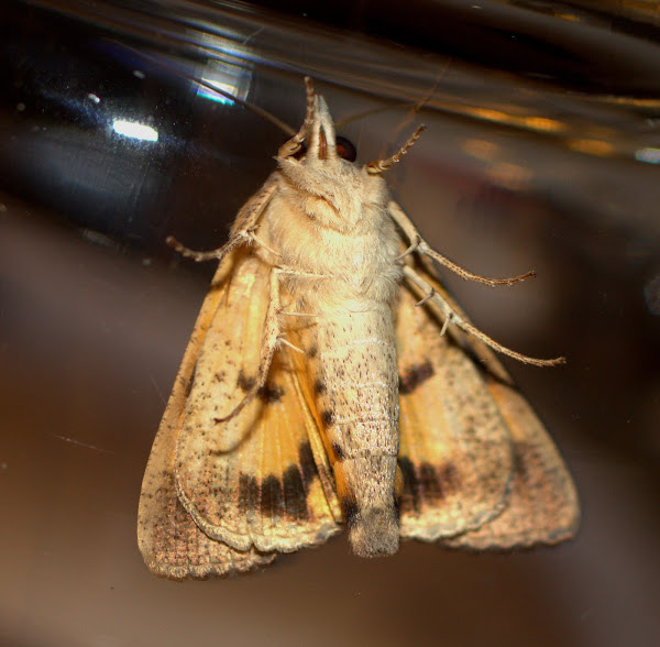 Underwing Moth | Project Noah