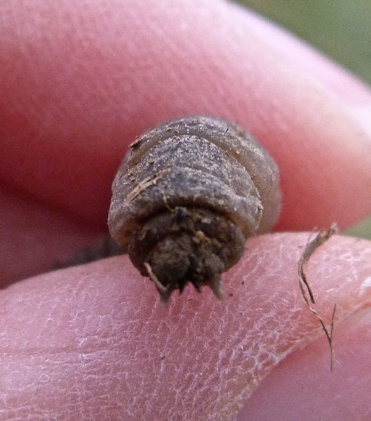 Crane fly larva | Project Noah