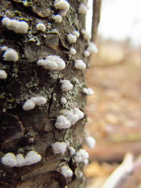 Split Gill | Project Noah