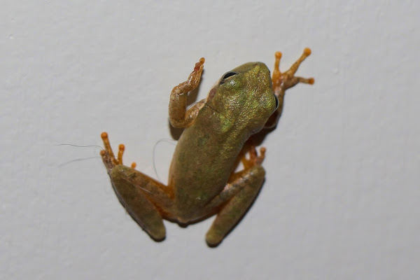 Squirrel Treefrog | Project Noah