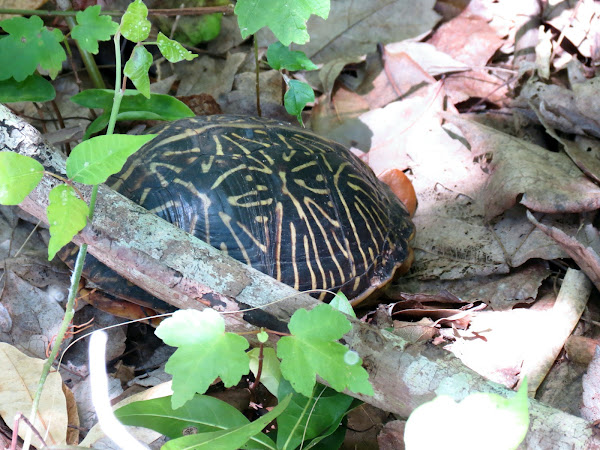 Eastern box tortoise | Project Noah