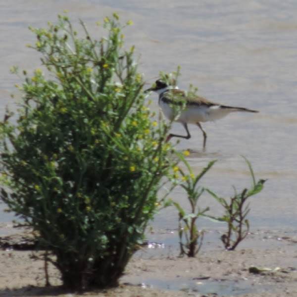 Killdeer | Project Noah