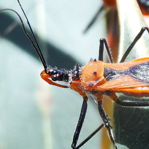 Spiny Orange assassin bugs | Project Noah