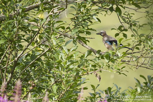 Eurasian jay | Project Noah