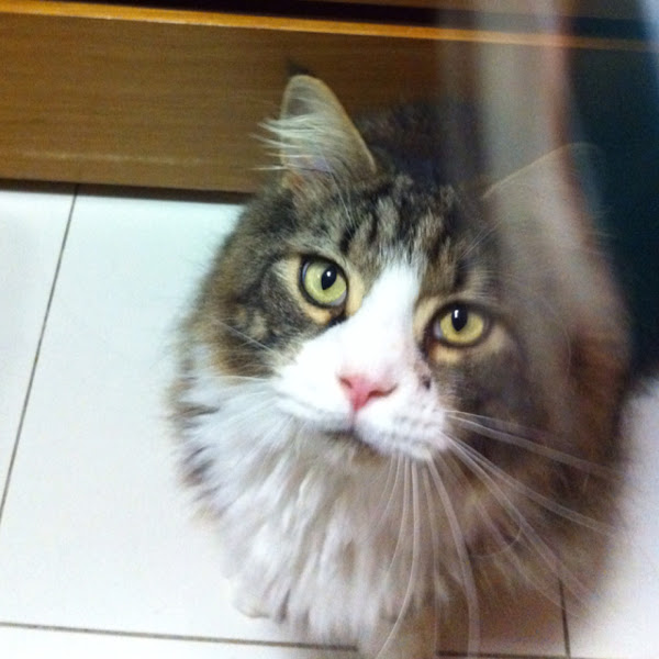 Gato (Cat) Maine Coon | Project Noah