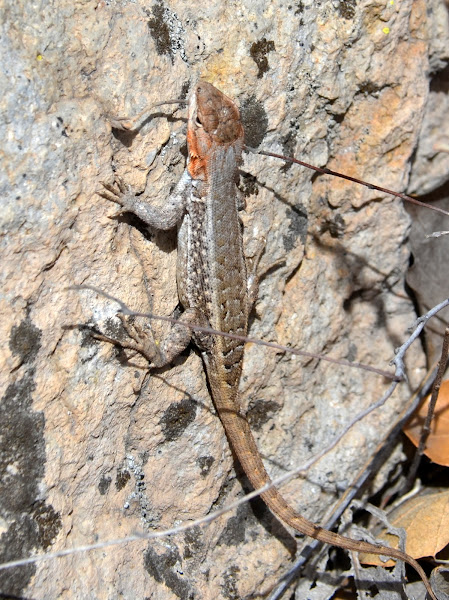 Lizard | Project Noah