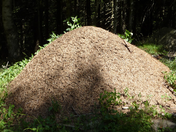 Red ant | Project Noah