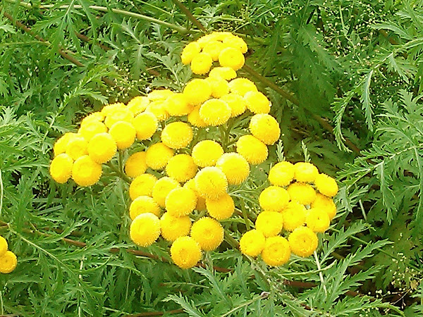 Tansy (pietaryrtti) | Project Noah