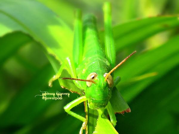 Grasshopper (Nymph) | Project Noah