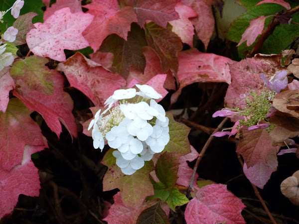 Oak-leaf hydrangea | Project Noah