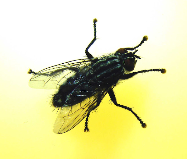Flesh Fly | Project Noah