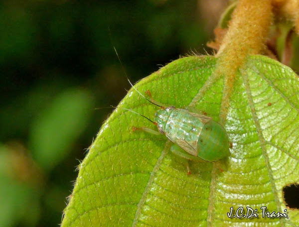 Leafhopper nymph | Project Noah