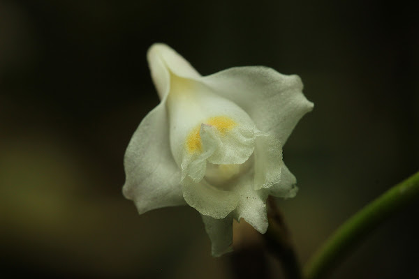 orchid | Project Noah