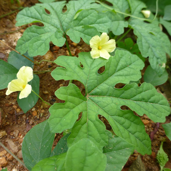 Bitter Melon/Bitter Gourd/Bitter Squash | Project Noah