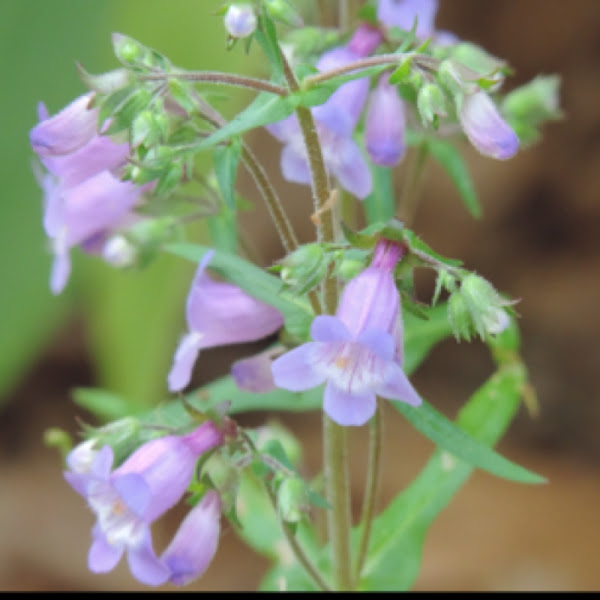 Gulf Penstemon | Project Noah