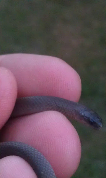 Rough Earth Snake | Project Noah