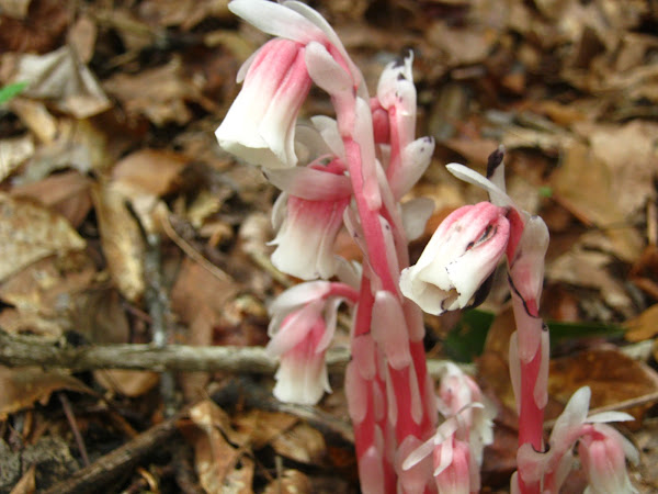 Red Indian Pipe | Project Noah