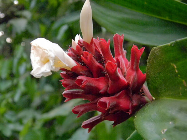 crepe ginger, Malay ginger, spiral ginger | Project Noah