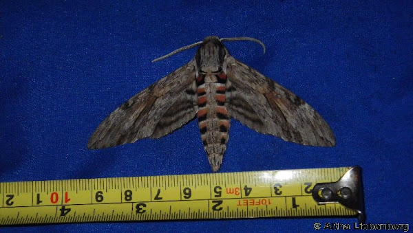 Convolvulus Hawk | Project Noah