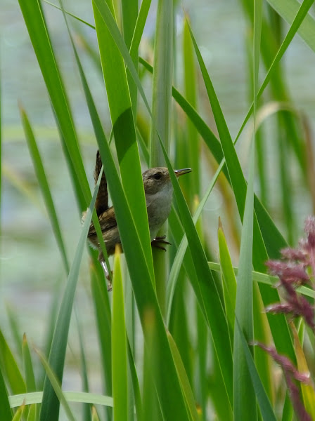 Marsh wren | Project Noah