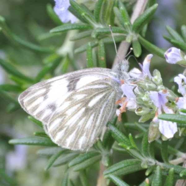 Checkered White | Project Noah
