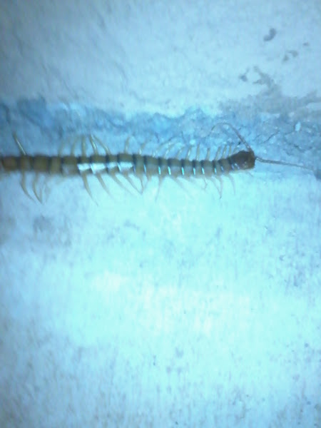 Centipede | Project Noah