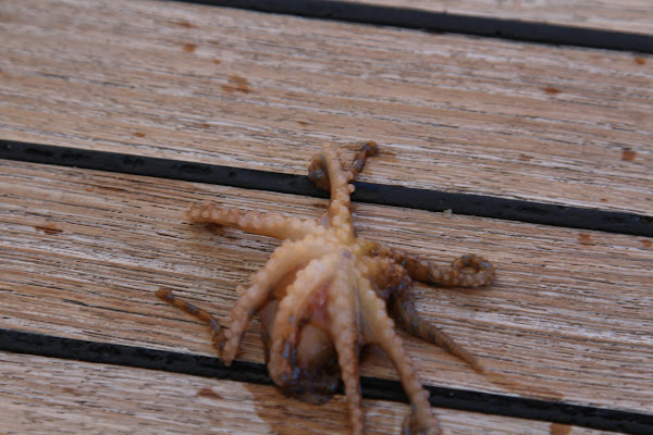 Southern Blue Ringed Octopus | Project Noah