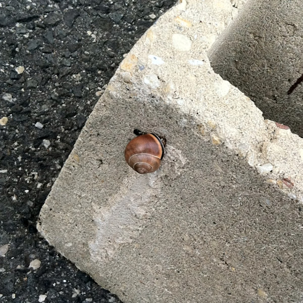 Snail | Project Noah