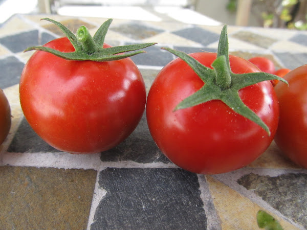 Cherry Tomato | Project Noah