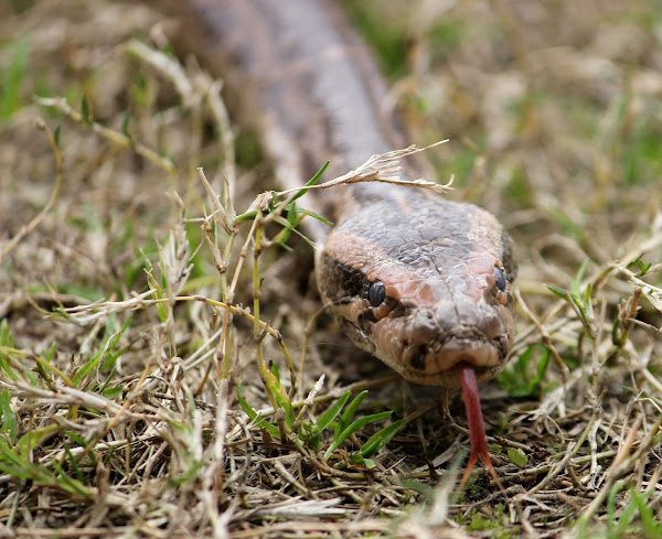 Indian rock python | Project Noah