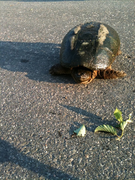Common Snapping Turtle | Project Noah