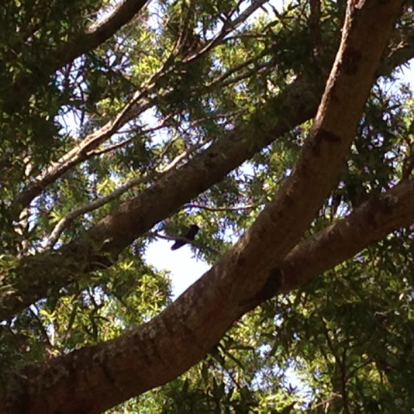 Fish crow | Project Noah