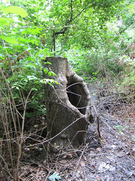 Red Flat Bark Beetle | Project Noah