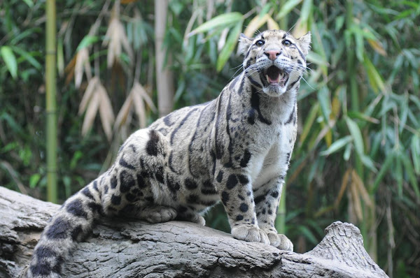 Clouded leopard | Project Noah